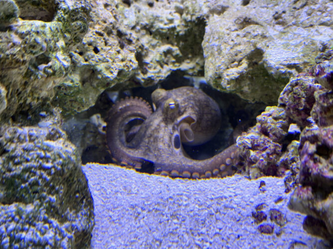 9-year-old boy’s dream of a pet octopus is a sensation; thousands ...